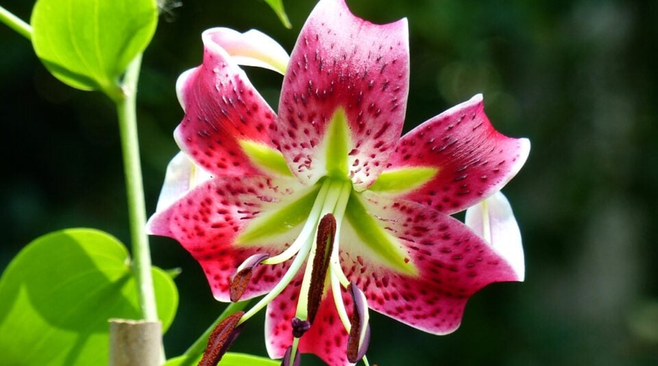 How to Plant, Grow, and Care for Turk's Cap Lilies