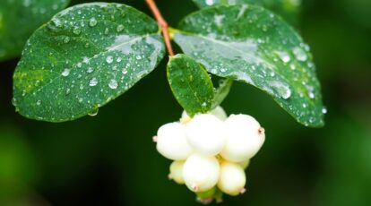 How to Plant, Grow, and Care for Snowberry Bushes