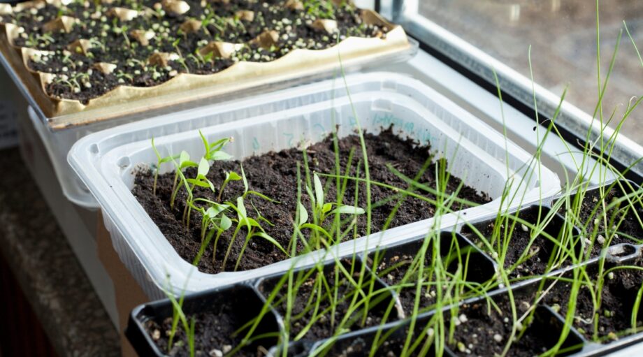 19 Best Seeds To Start Indoors in Winter
