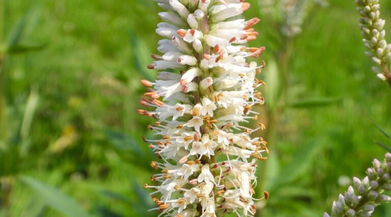 How to Plant, Grow, and Care For Culver's Root