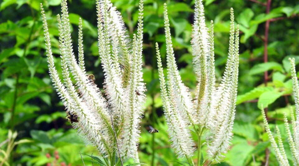 How to Plant, Grow, and Care For Culver's Root