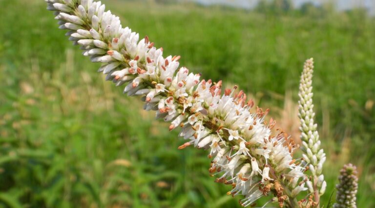 How to Plant, Grow, and Care For Culver's Root