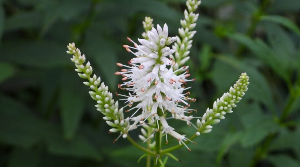 How to Plant, Grow, and Care For Culver's Root