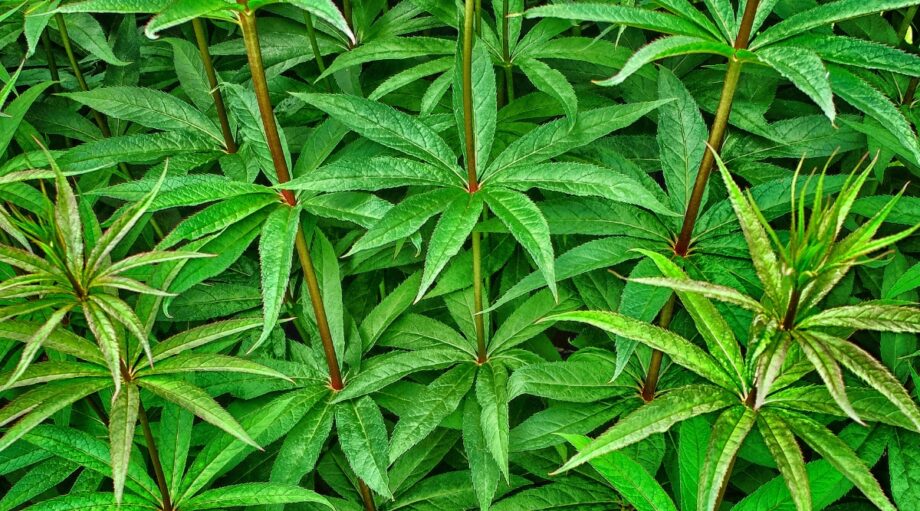 How to Plant, Grow, and Care For Culver's Root