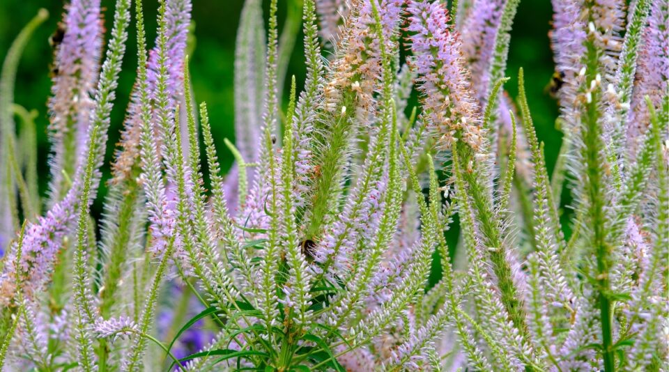 How to Plant, Grow, and Care For Culver's Root