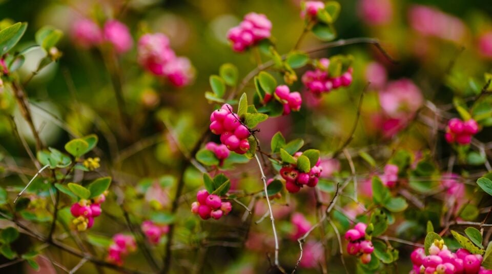 How to Plant, Grow, and Care for Coralberry Shrubs