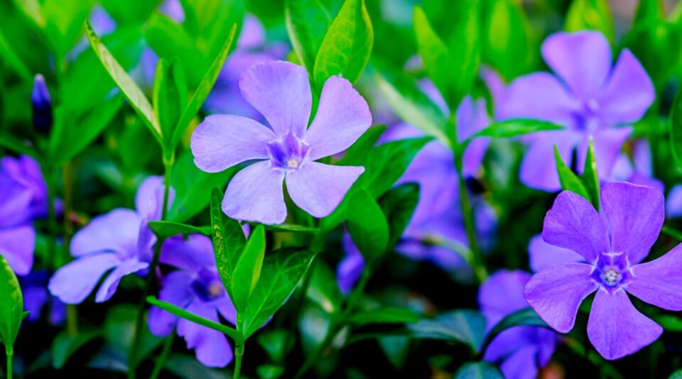 19 Best Trailing Plants for Rock Gardens