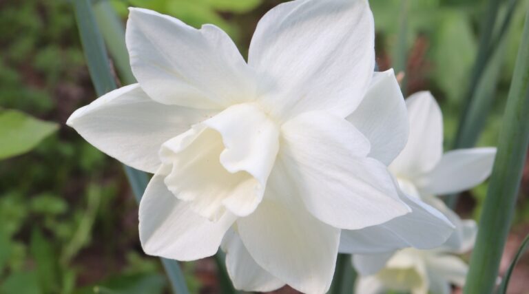 7 Flowering Paperwhite Varieties for Indoor Winter Gardens
