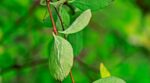 How to Plant, Grow, and Care for Snowberry Bushes