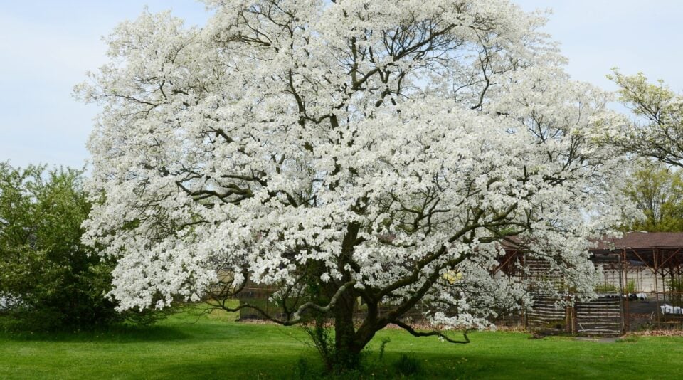 42 Hardwood Plants to Propagate in Winter