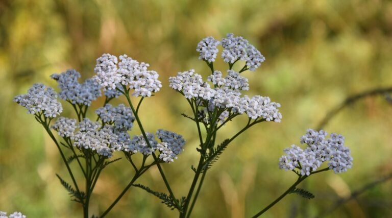An Essential Guide to Sun Exposure for Gardeners