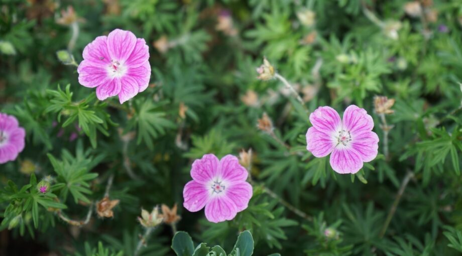 How to Plant, Grow, and Care for Hardy Geraniums