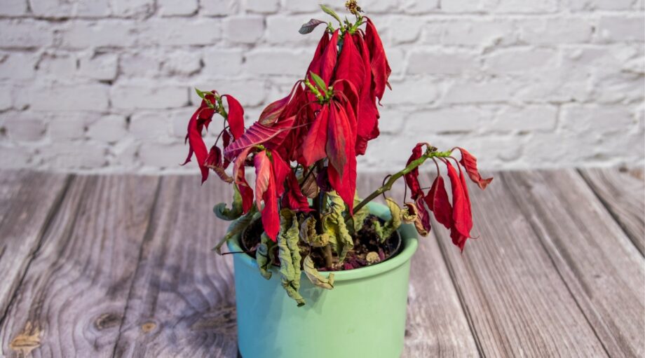 Broken Poinsettia Stems: How to Fix Stem Breakage