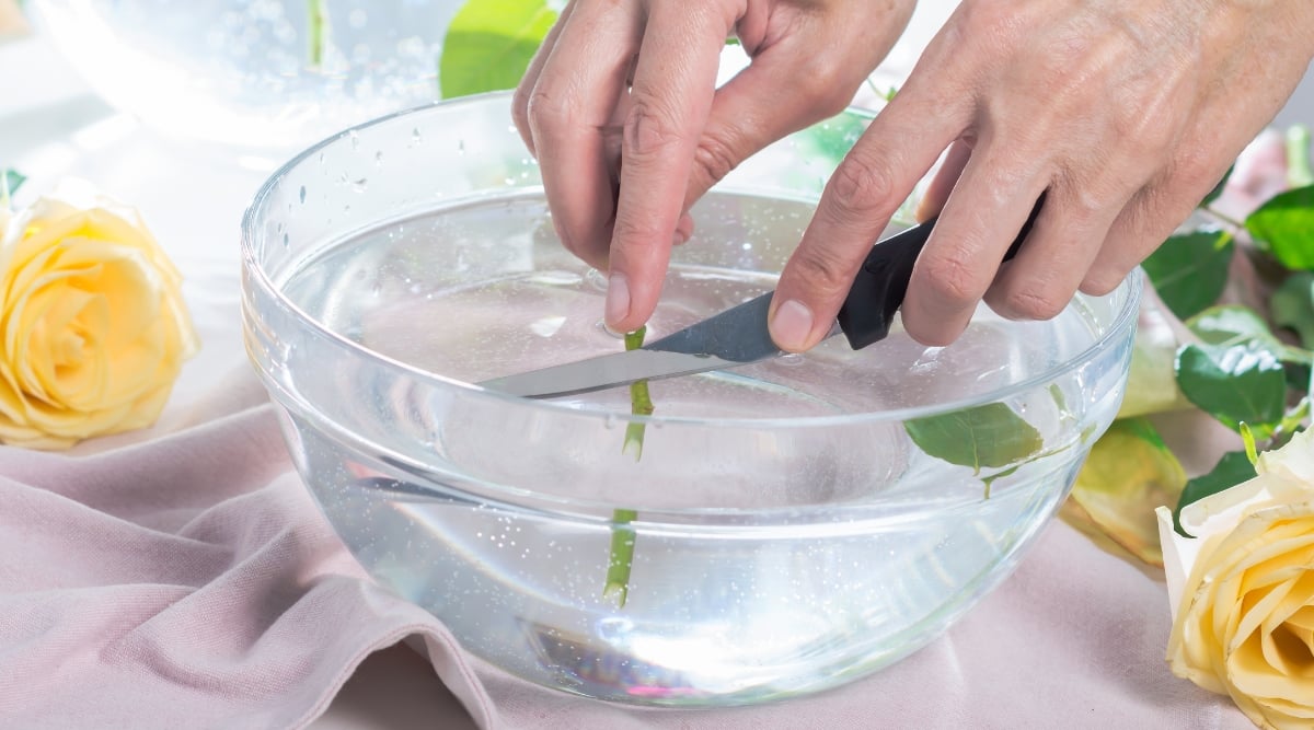 How Long do Cut Roses Last?