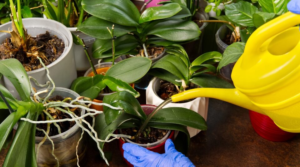 A Beginner’s Guide to Orchid Care