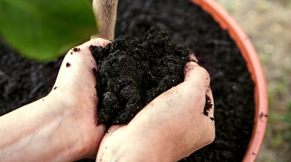 How to Plant Trees in Pots or Containers: 13 Pro Tips