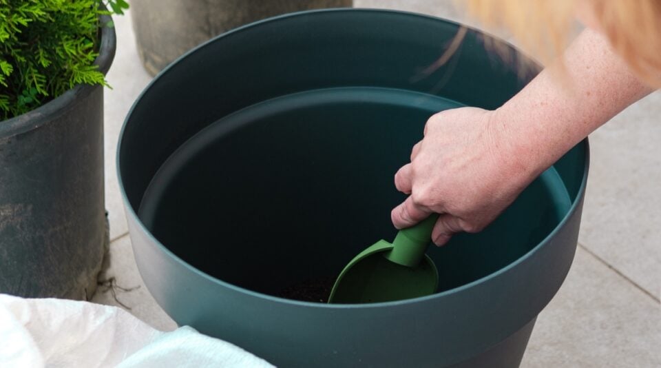 How to Plant Trees in Pots or Containers: 13 Pro Tips