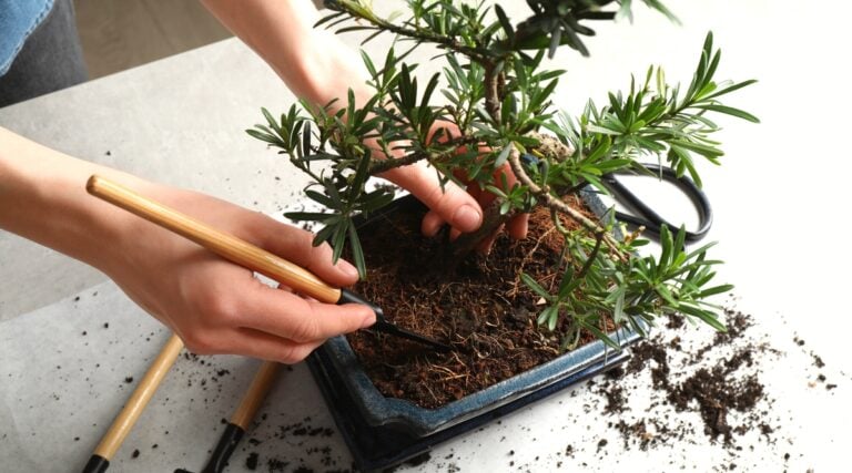 A Beginner's Guide to Bonsai