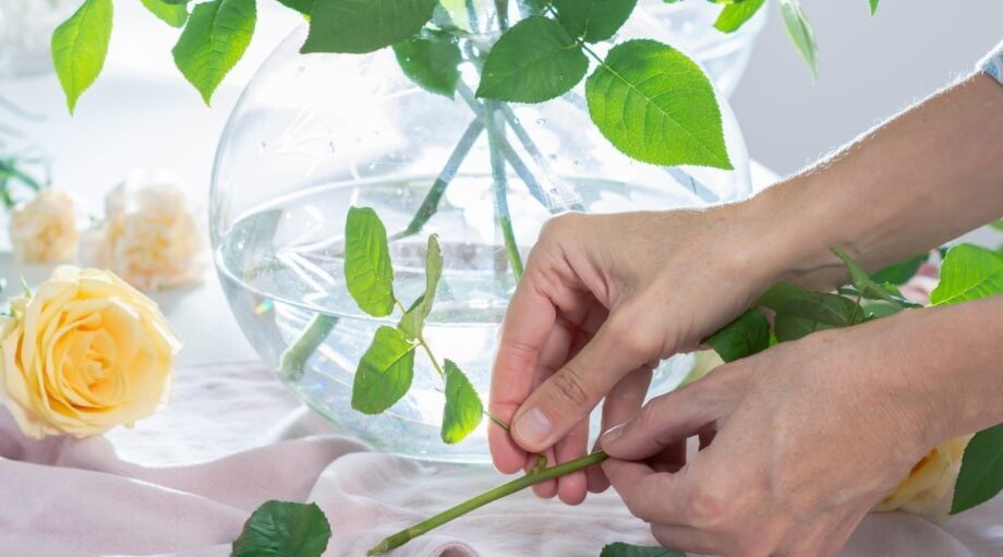 How Long do Cut Roses Last?