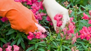 How to Plant, Grow, and Care for Penstemon