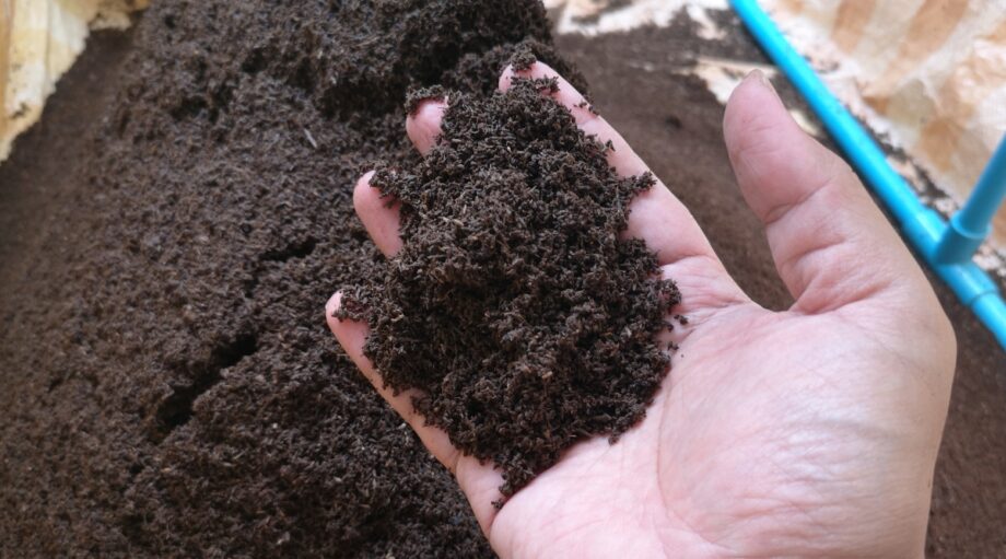How to Plant, Grow, and Care for Redbud Trees