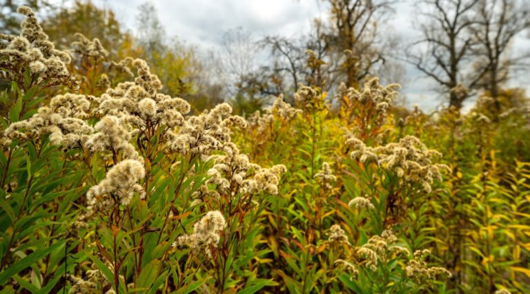 How to Plant, Grow, and Care For Goldenrod