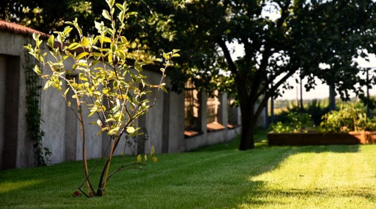 How To Plant, Grow, and Care for Service Berry Trees