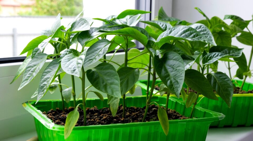 How to Plant, Grow, and Care for Jimmy Nardello Peppers