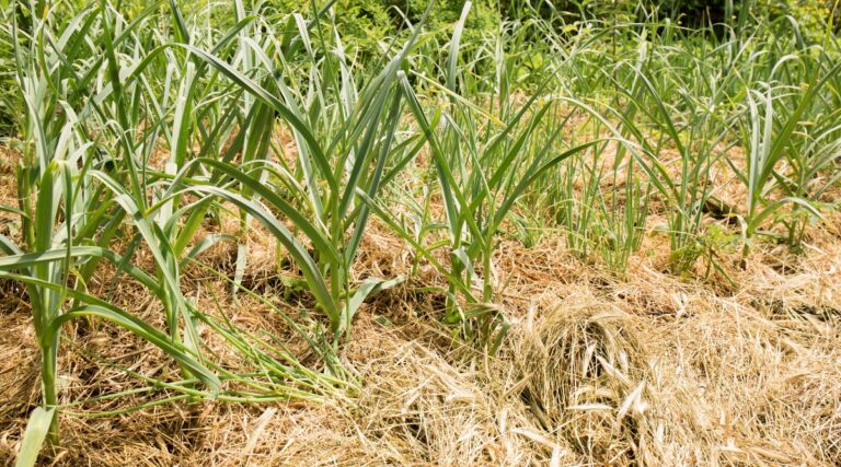 How to Use Straw Mulch in Your Garden