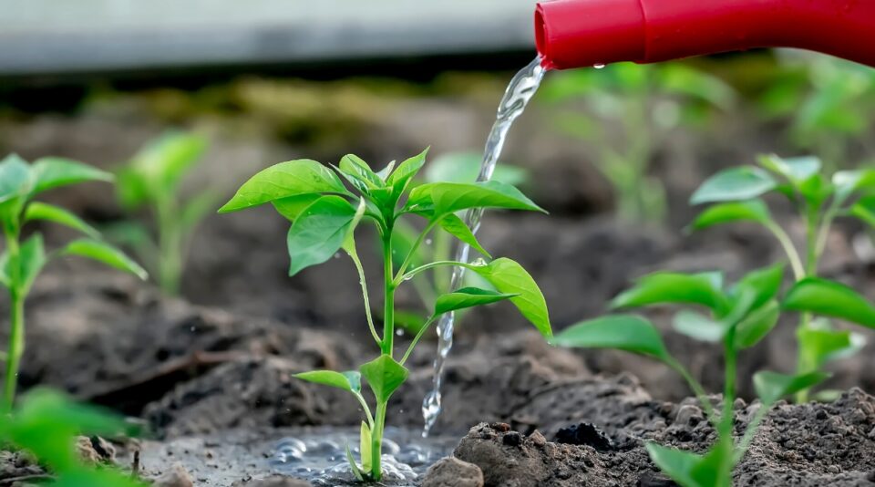 How to Plant, Grow, and Care for Jimmy Nardello Peppers
