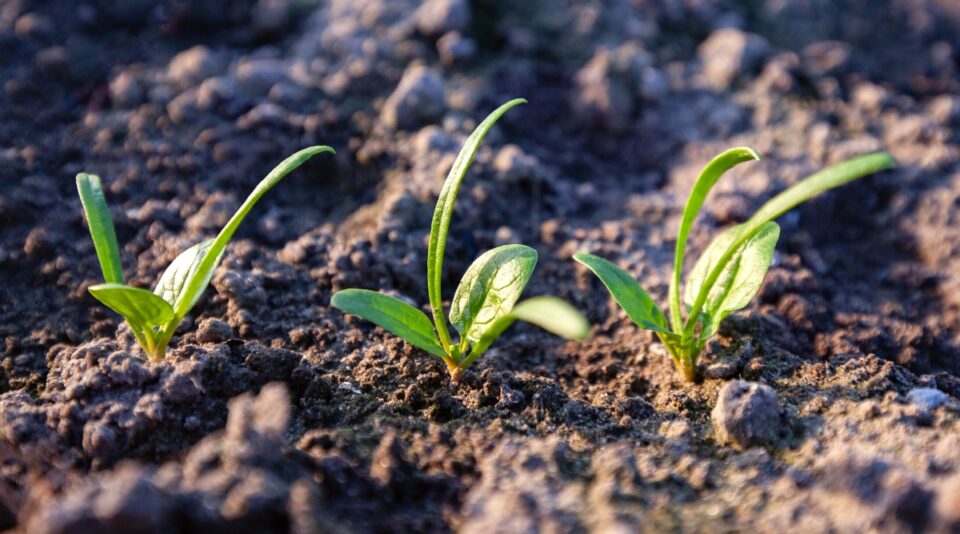 What is the Persephone Period? What it Means for Winter Growing