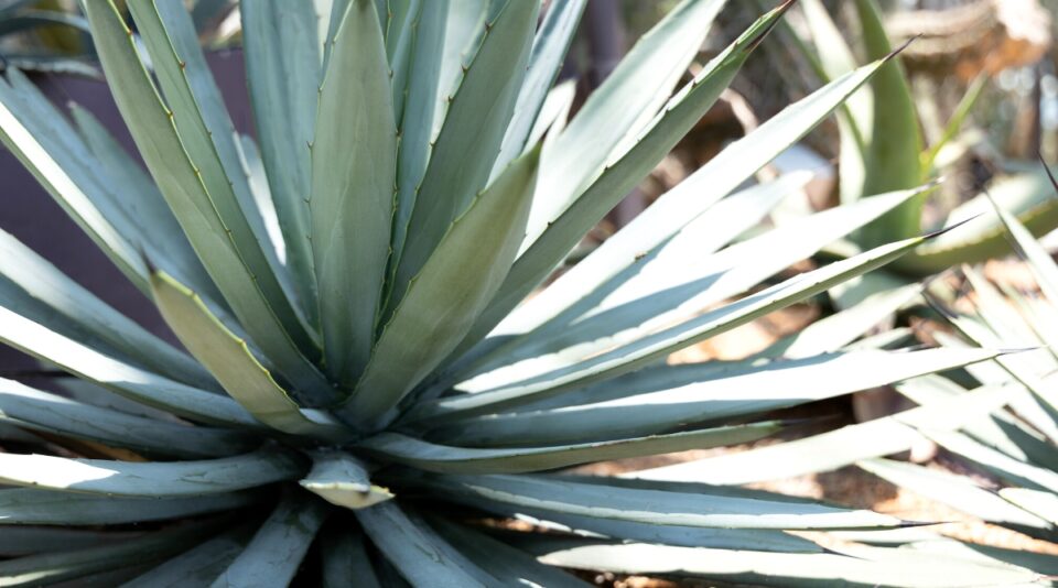 How to Plant, Grow, and Care for Spiral Aloe