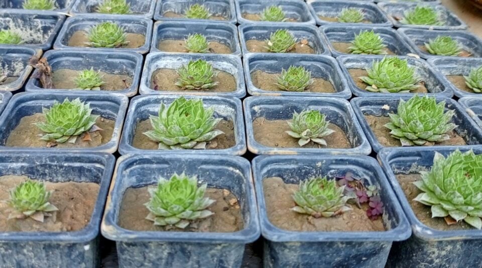 How to Plant, Grow, and Care for Spiral Aloe