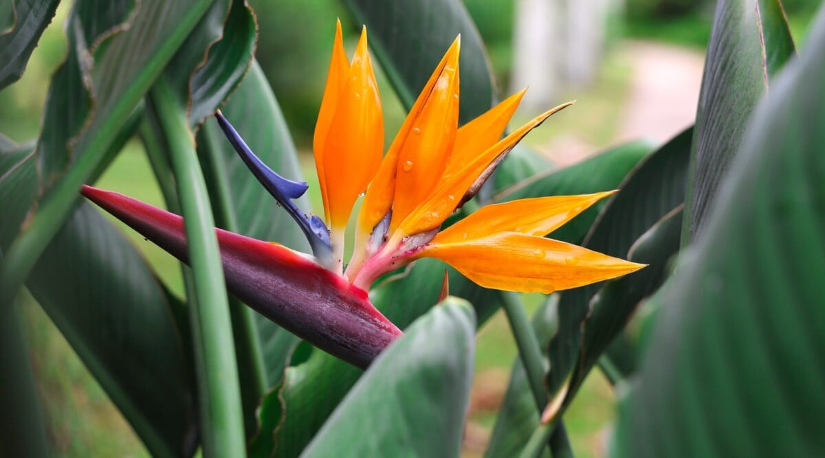 6 Bird of Paradise Varieties for Your Indoor and Outdoor Garden