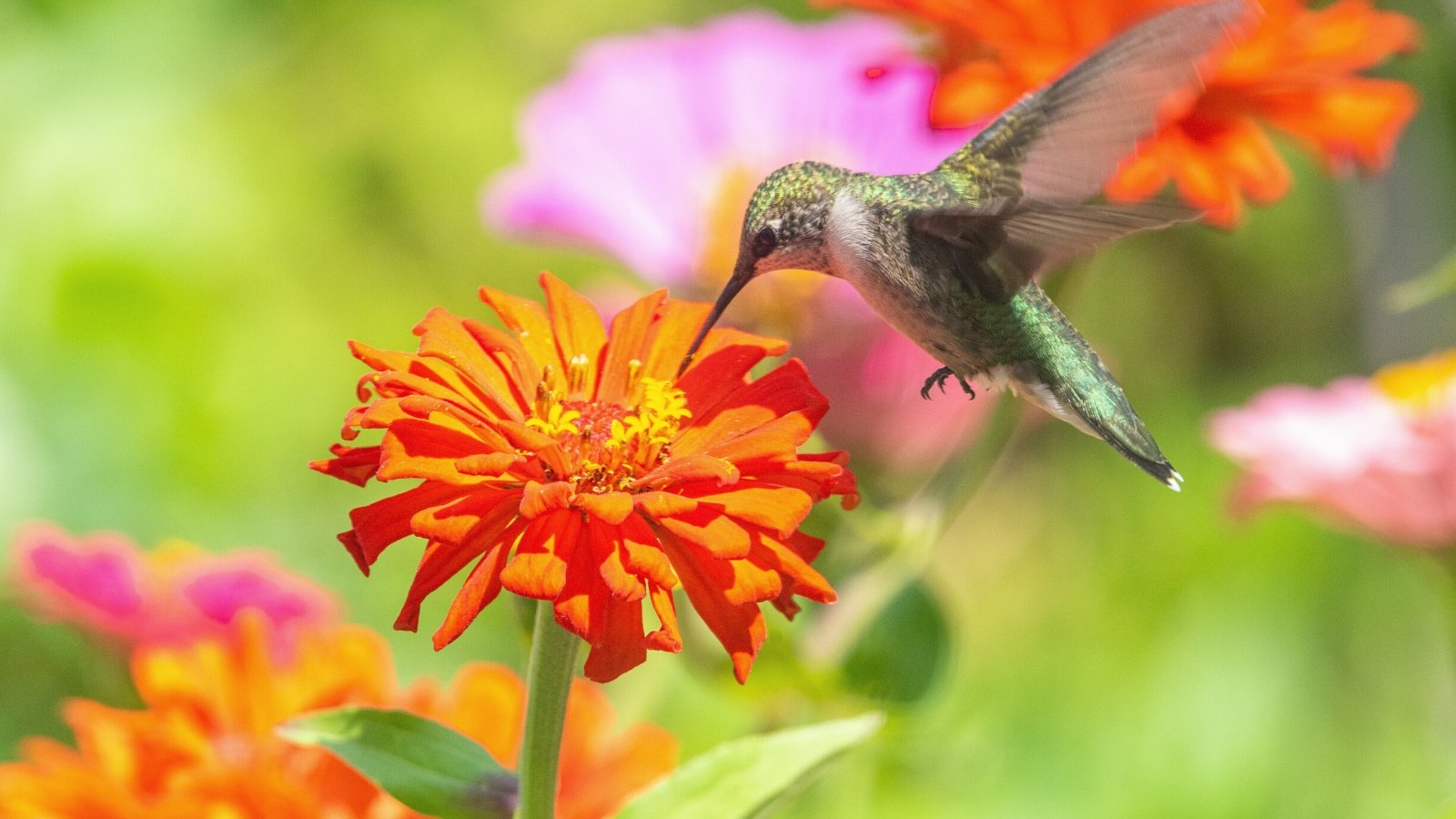 25 Top Plants to Attract Birds to Your Yard