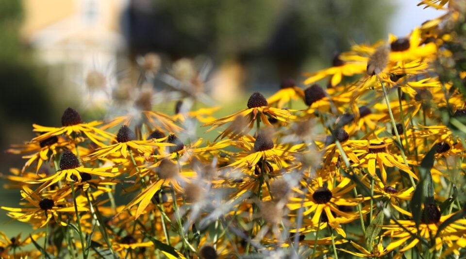 19 Tips for Gardening on a Hill or Slope