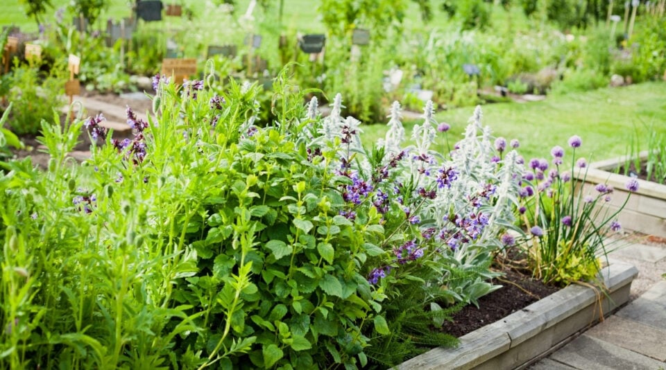 How to Grow an Herbal Tea Garden