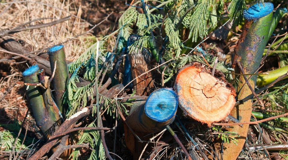 How to Get Rid of Invasive Honeysuckle