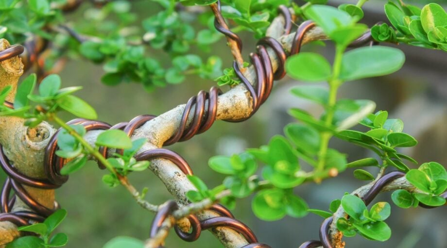 A Beginner's Guide to Bonsai