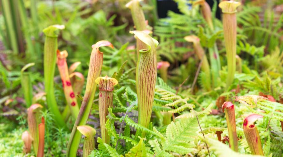 How to Plant, Grow, and Care for American Pitcher Plants