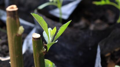 How To Plant, Grow, and Care for Service Berry Trees
