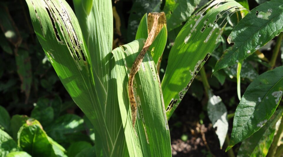 How to Grow, Plant, and Care For Gladiolus
