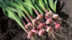 How to Grow, Plant, and Care For Gladiolus