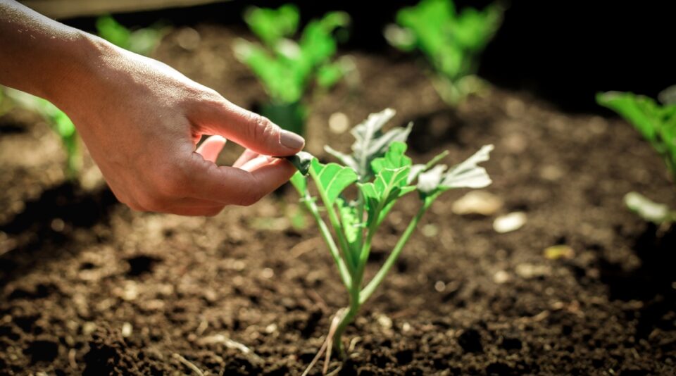 An Essential Guide to Sun Exposure for Gardeners