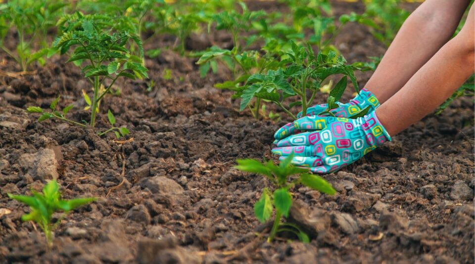 How Do I Know If My Compost or Mulch Is Contaminated With Herbicides?