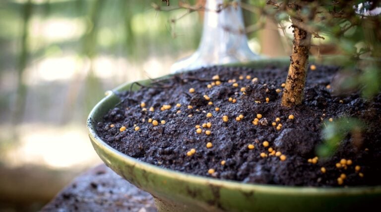 A Beginner's Guide to Bonsai