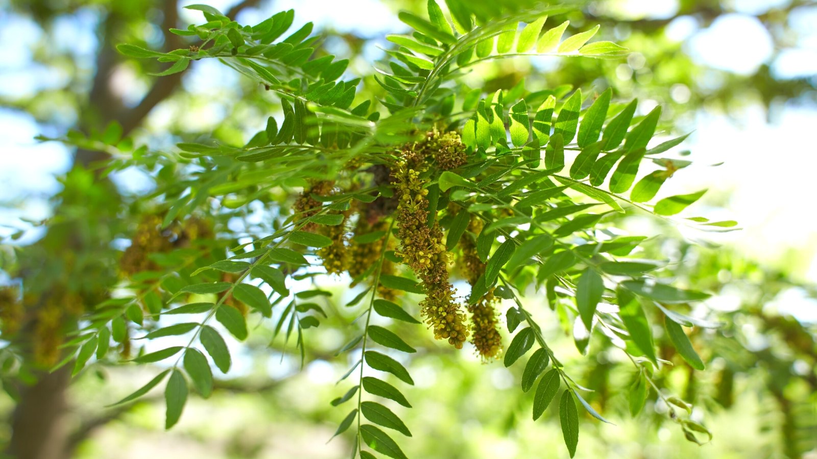 13 Best Fire-Resistant Trees for a Defensible Landscape