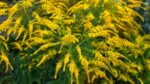 10 Beautiful Goldenrod Varieties for Your Garden