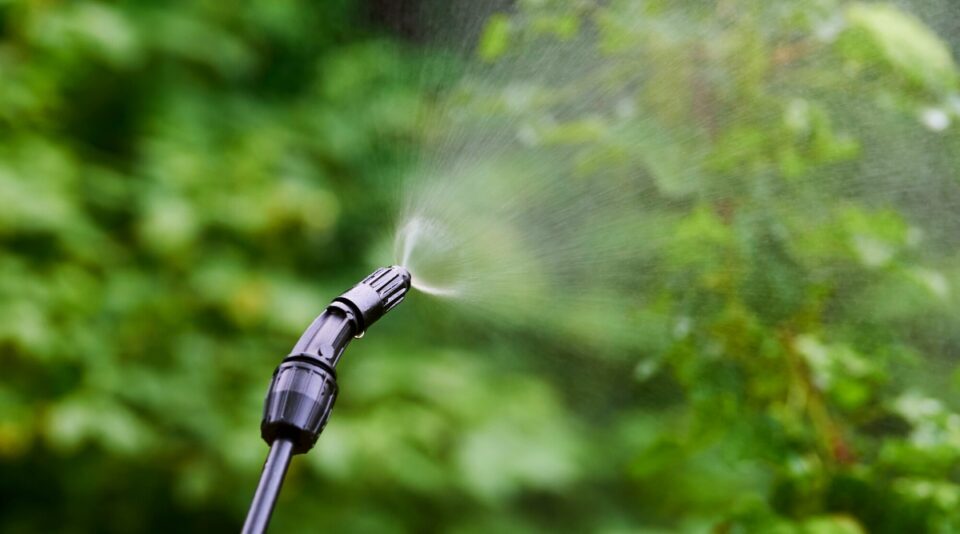 How to Remove Invasive Shrubs