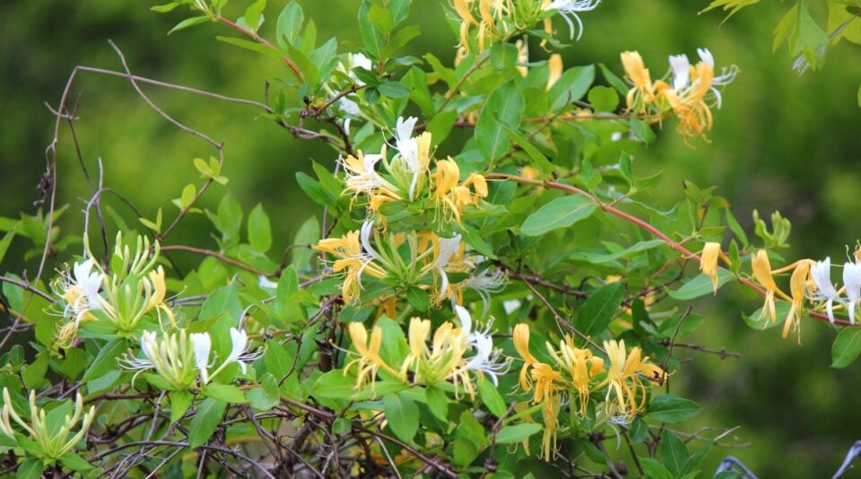 How to Get Rid of Invasive Honeysuckle
